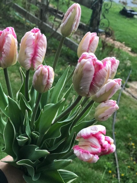 FLOWER OF THE WEEK HALF-SEASON SUBSCRIPTION - 10 weeks | Kristin Burrello